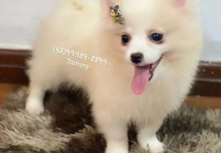 Filhotes Disponíveis – Canil Spitz