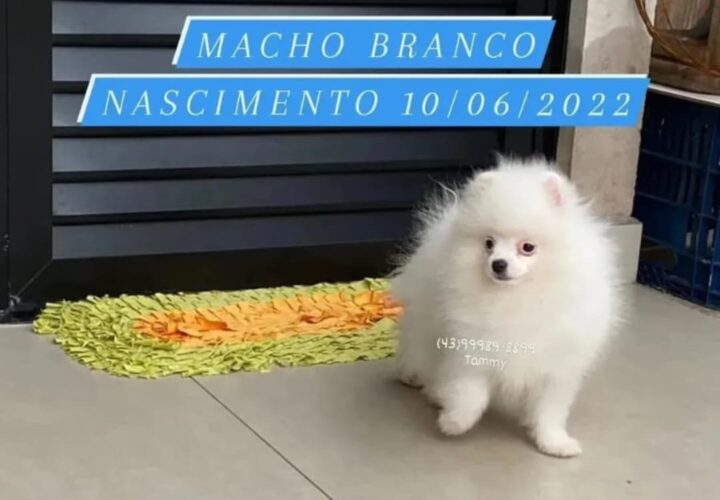 Filhotes Disponíveis – Canil Spitz